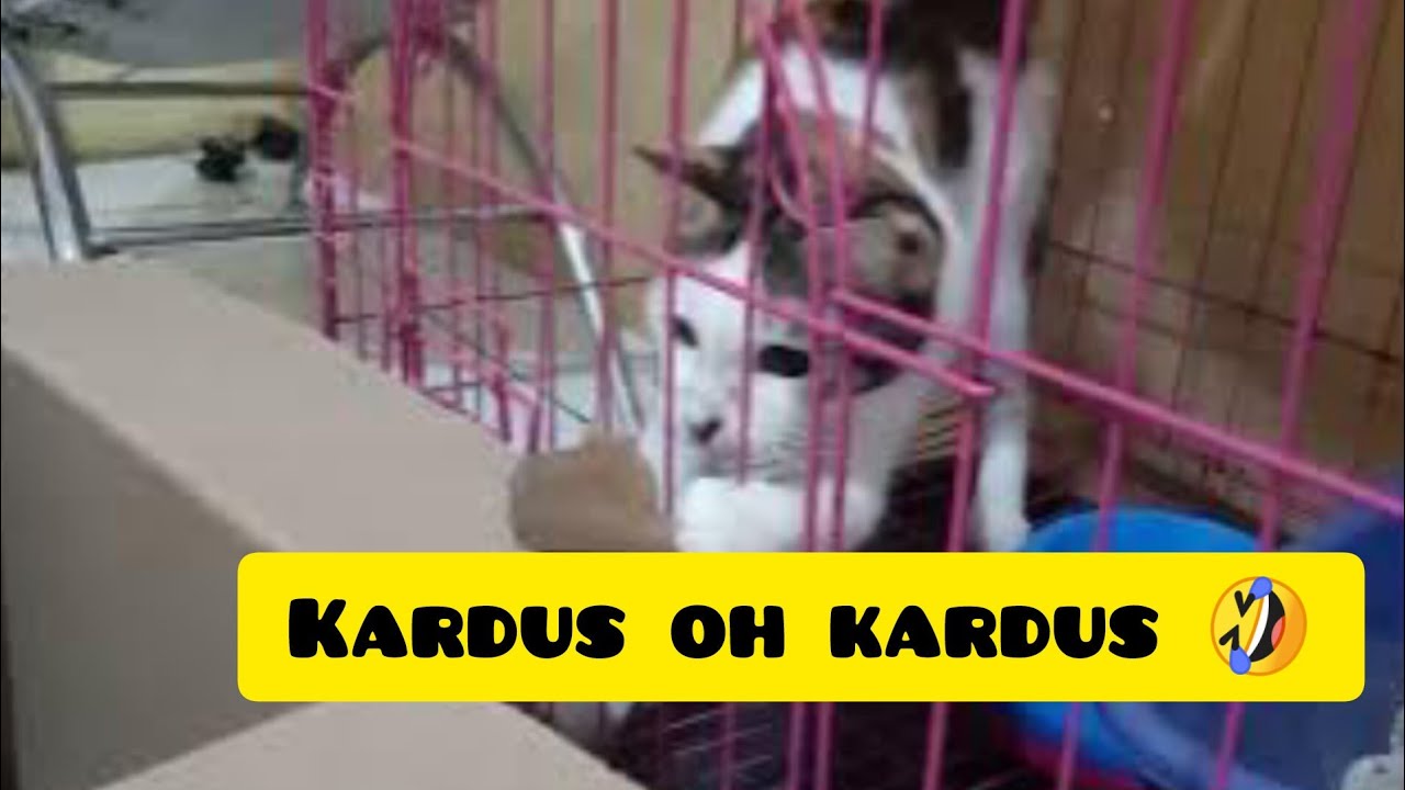 Kelucuan Kucing Kucing Calico - Funny Cats - YouTube