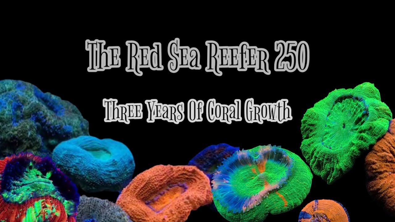 3 Years Of Coral Growth in the Red Sea Reefer 250 - YouTube