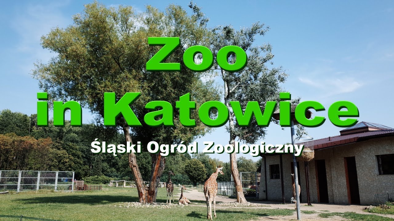 🇵🇱 Zoo near Katowice (Śląski Ogród Zoologiczny, Chorzowie) - YouTube