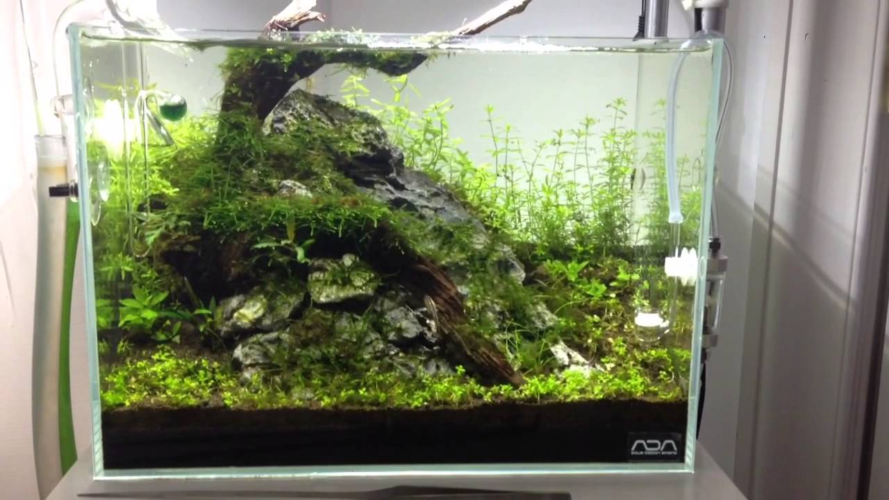 ADA MINI-M Aquscape #3: Back in Business - YouTube