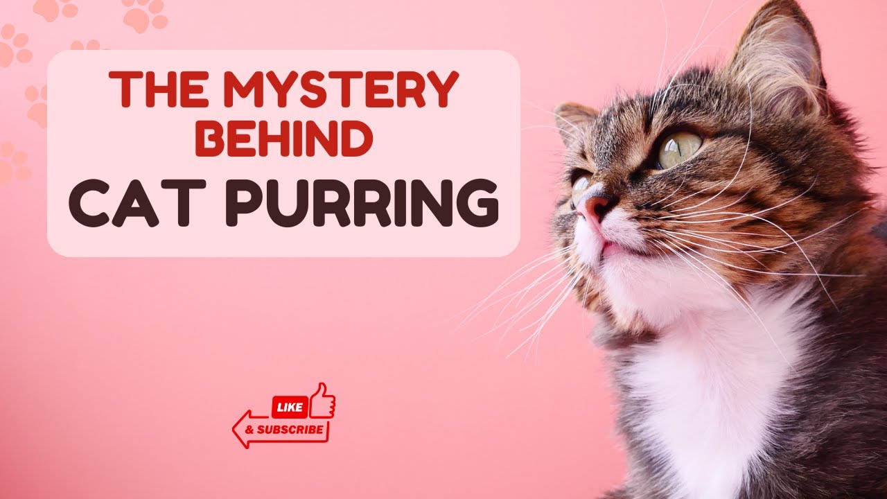 Why Do Cats Purr? The Science And Secrets Behind Feline Purring ...