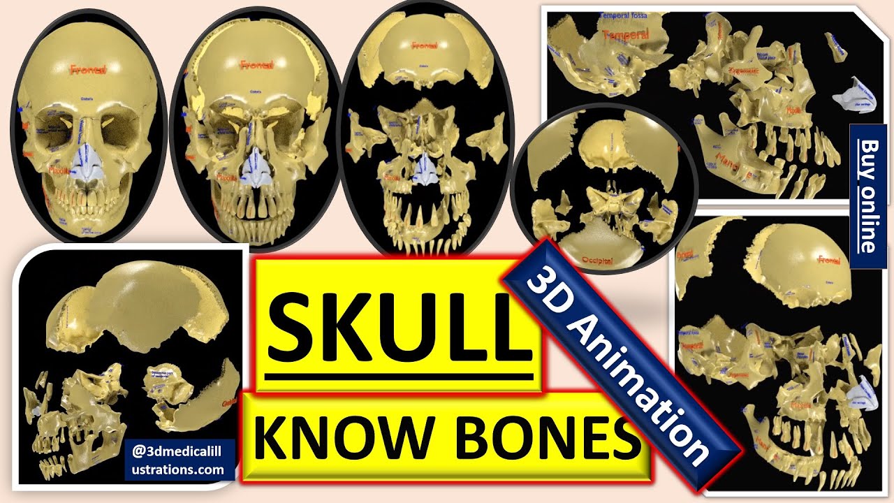 skull anatomy animation - the human skull (cranium) | 3d animation ...