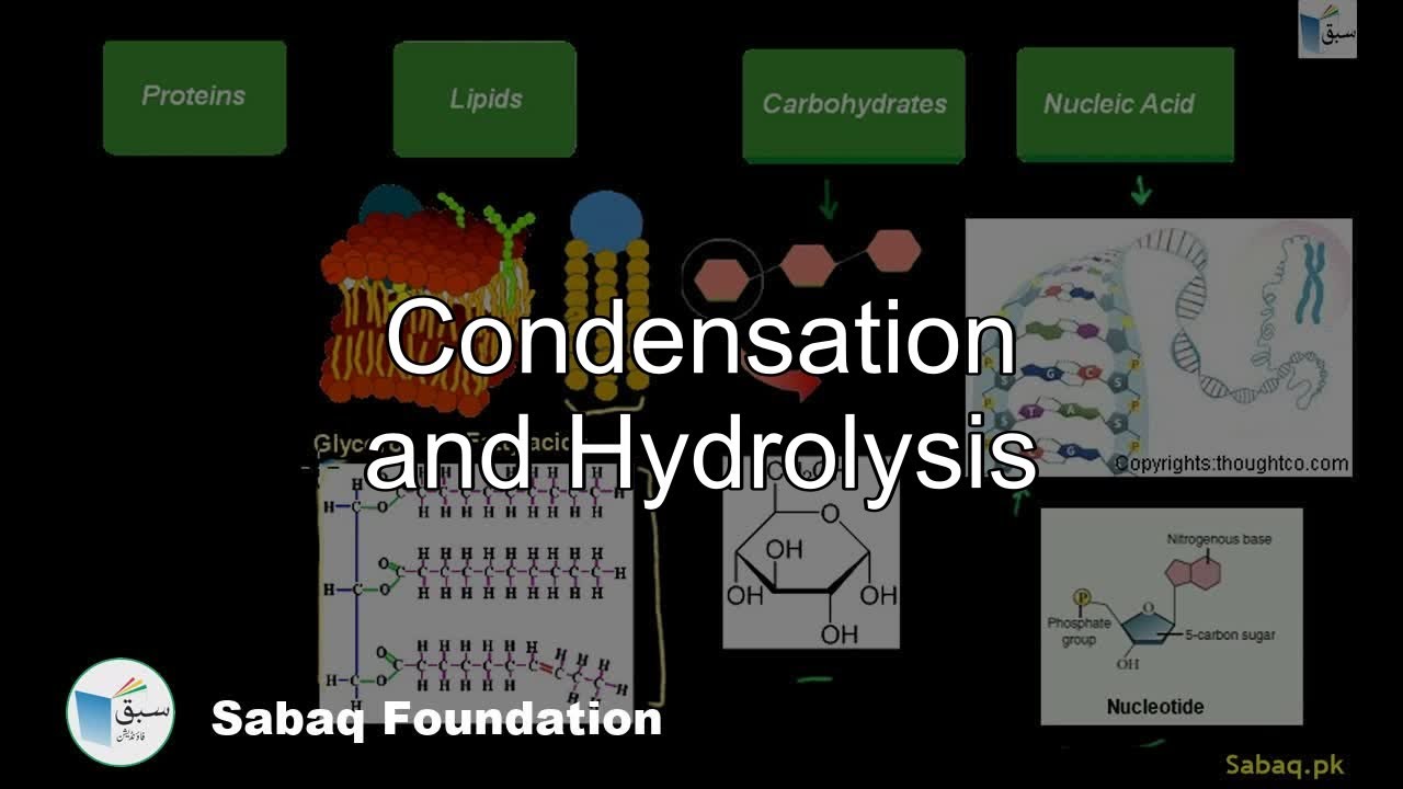 Hydrolysis and Condensation Reactions in Biology, Biology Lecture ...