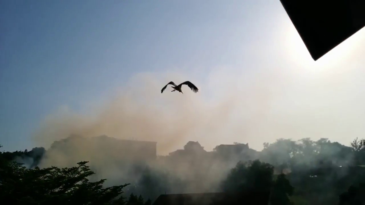 Rare Phoenix Bird in HUGE FIRE STORM at the National Park - YouTube