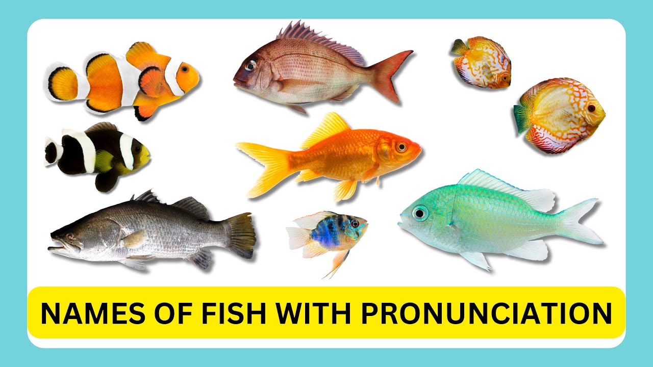 NAMES OF 20 FISH WITH PRONUNCIATION | 20 SPECIES OF FISH | NAME OF 20 ...