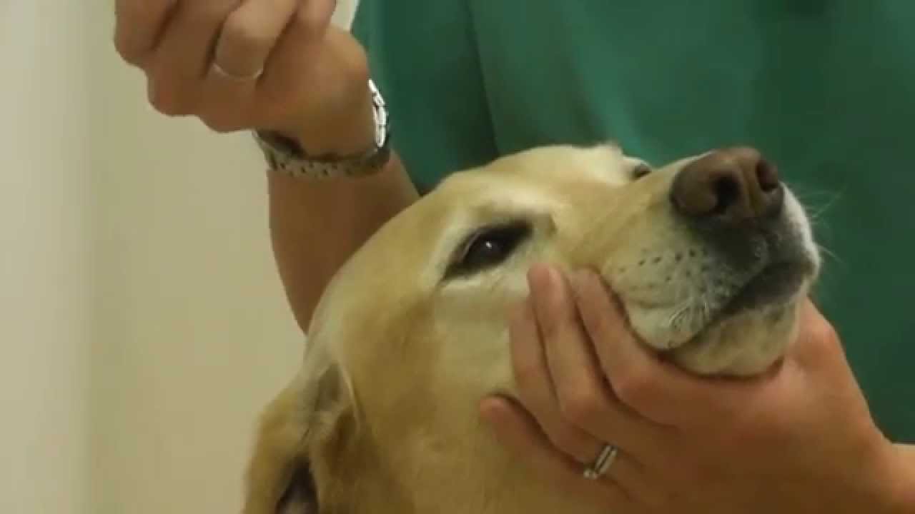 How to Apply Eye Drops to Dogs - Viking Vets - YouTube