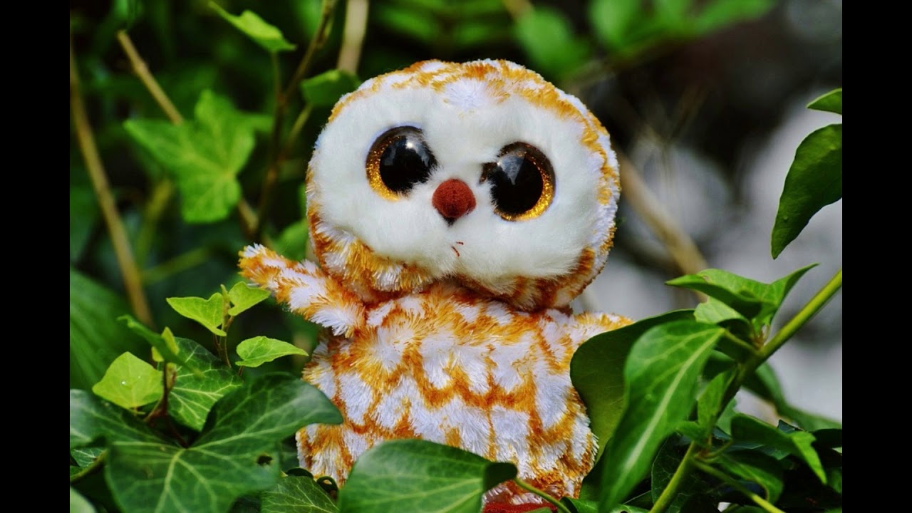 Η Σοφή Κουκουβάγια-Wise Owl Meditation - YouTube