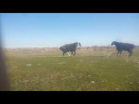 Кочкор сузуш