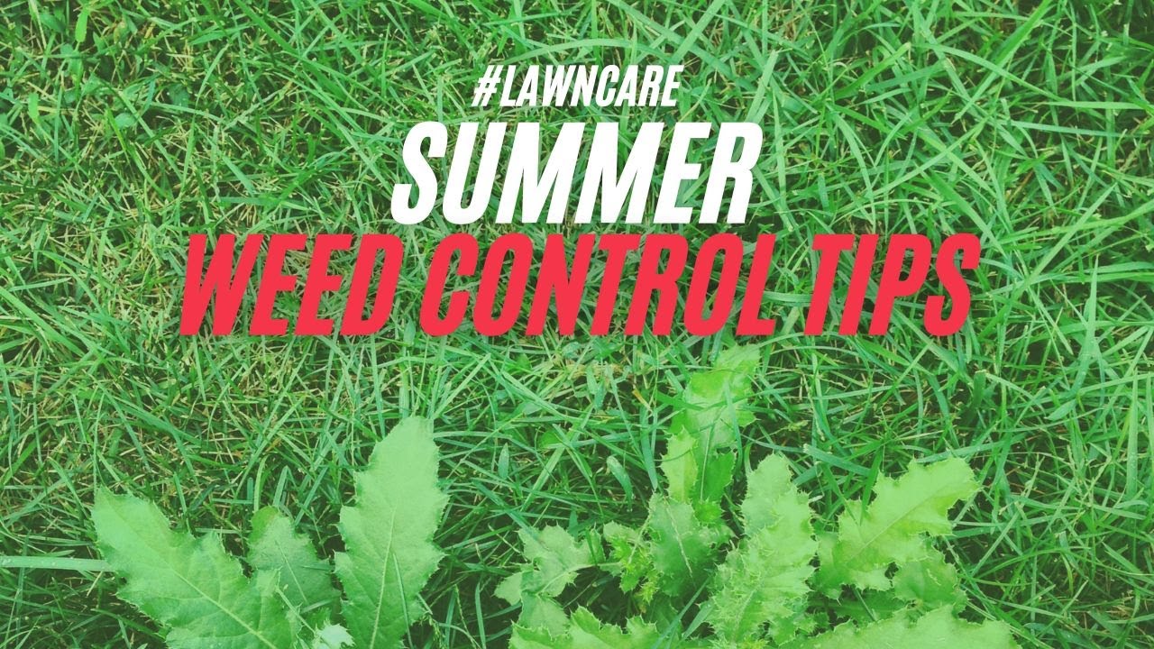 Summer Weed Control | Lawn Care Tips - YouTube