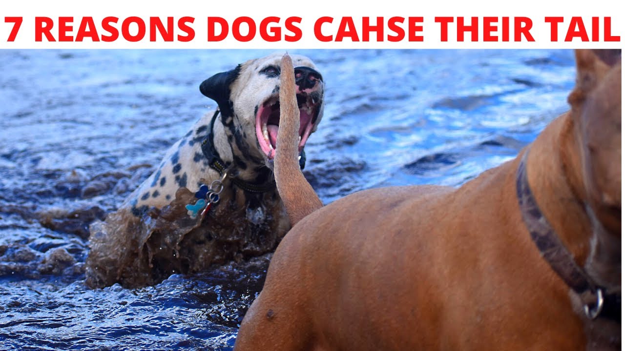 7 Reasons Dog Chases its Tail. Why do dogs chase their tail? - YouTube