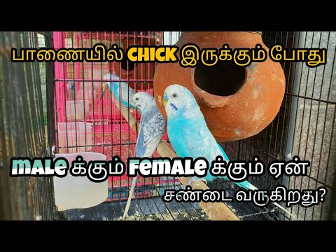 Why female budgies fighting with male during eggs or chick in the pot? தமிழ் - YouTube