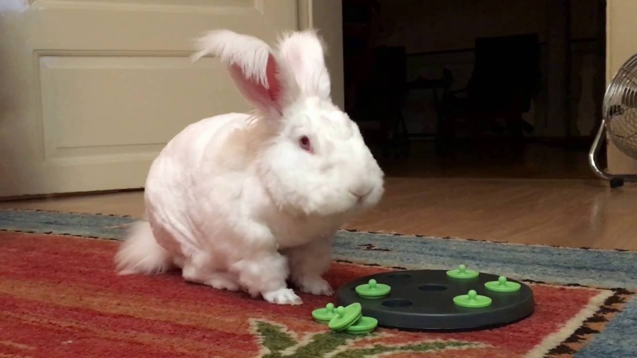 New haircut for my angora rabbit - YouTube