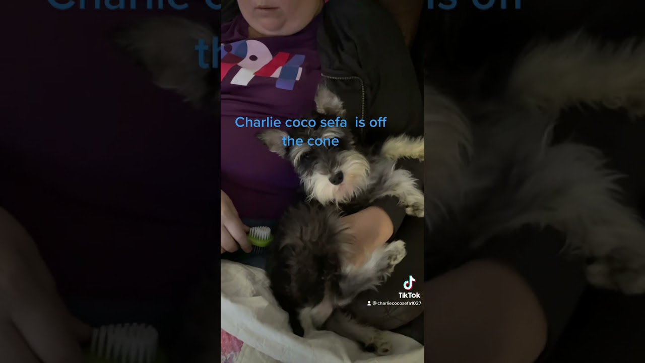 Charlie coco sefa is cone off - YouTube