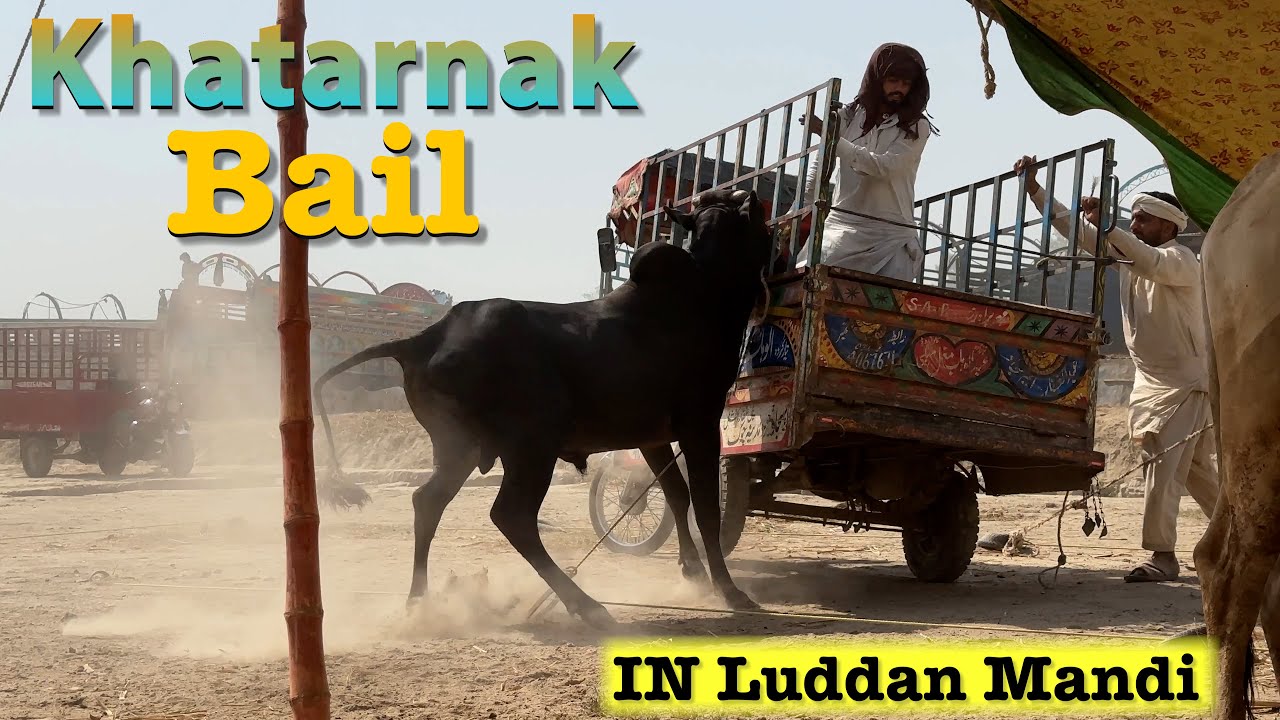 First Time Visiting Luddan Mandi With Sana Ullah Khan - YouTube