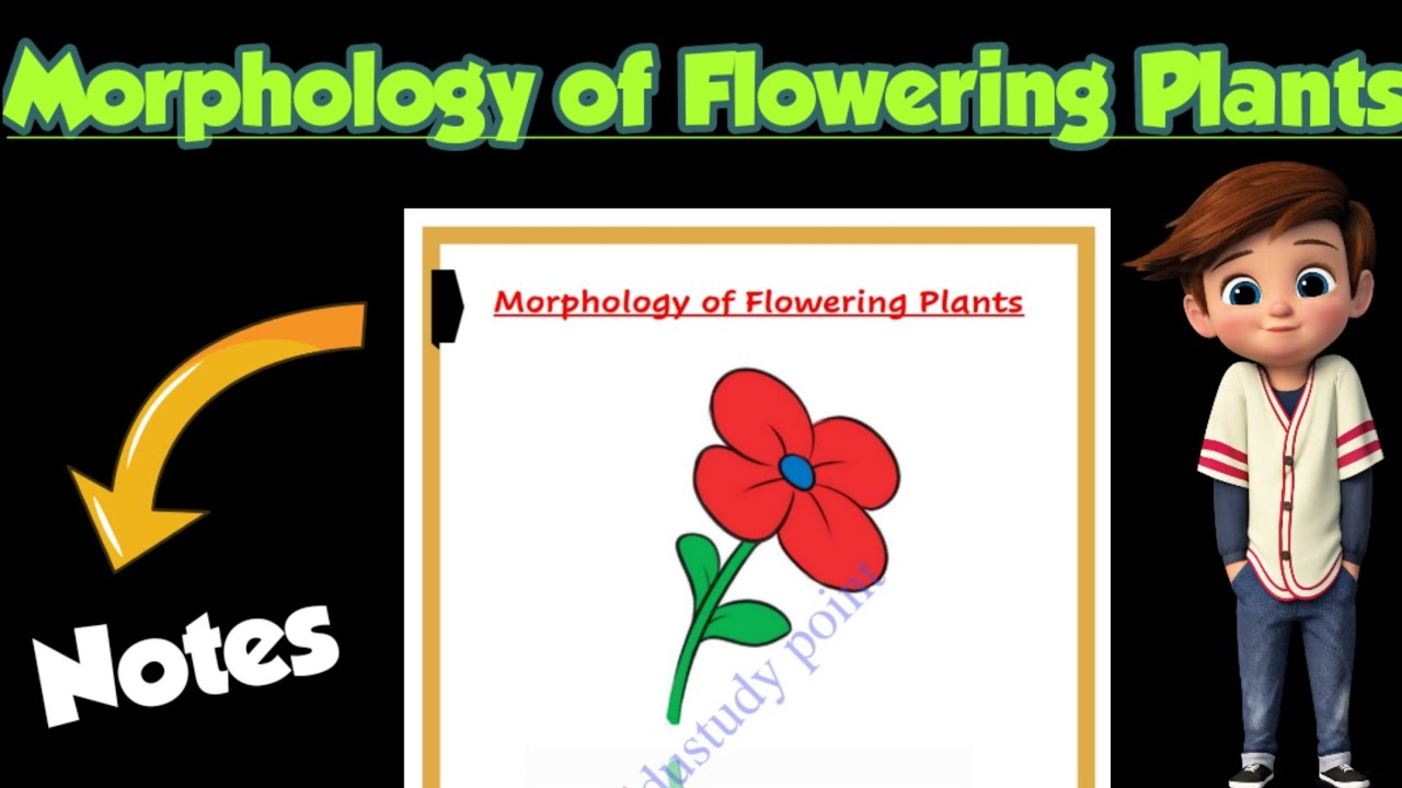 | Morphology of Flowering Plants |Best Handwritten Notes |Class 11 ...
