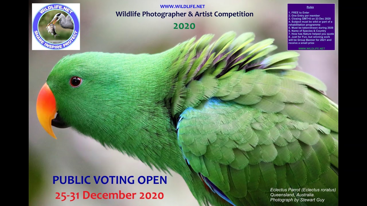 Wildlife.net Wildlife Photography & Art 2020 - YouTube