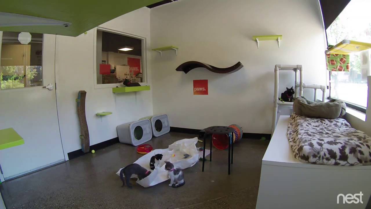 PAWS Cat City live streaming video teaser - YouTube
