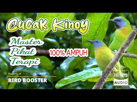 Suara Burung Cucak Kinoy Gacor | Untuk Pikat, Master, Terapi Cucak kinoy rante mas