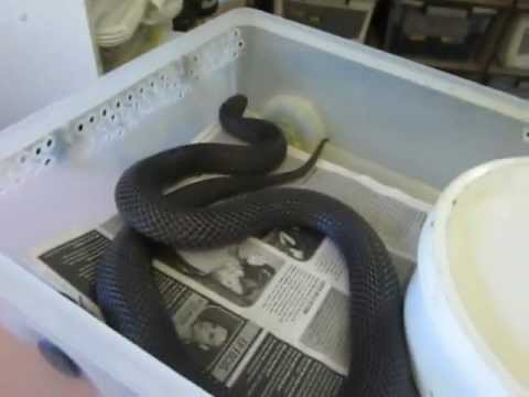 Blue Bellied Black Snake Pseudechis guttatus - YouTube
