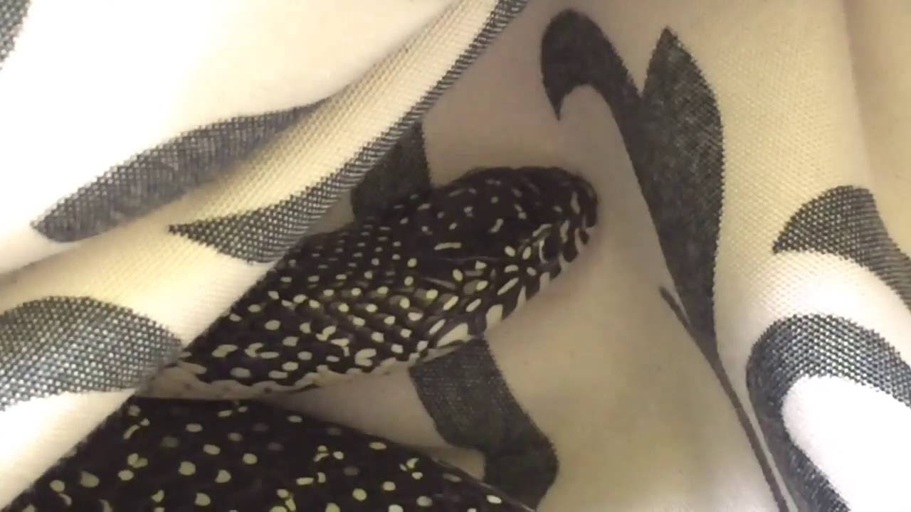 Semi domesticated speckled king snake with a severe parasite burden ...