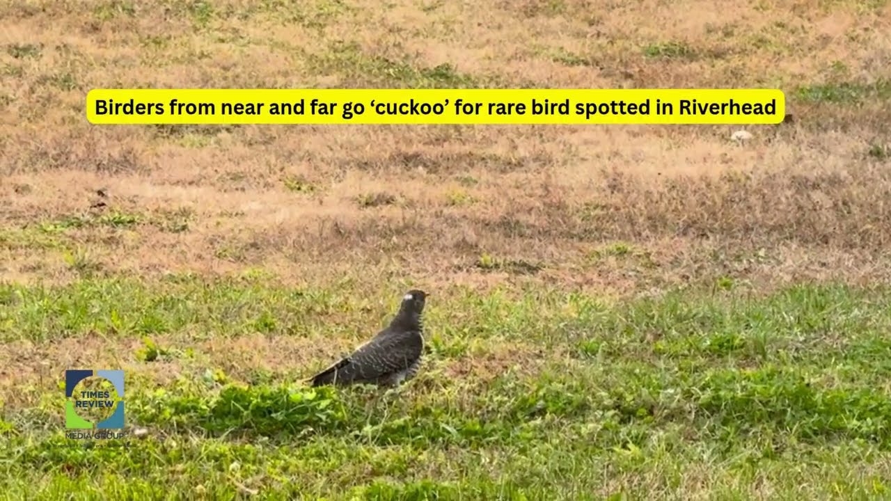 Rare, Out-of-Place Cuckoo Sends Birders Flocking to Long Island in ...