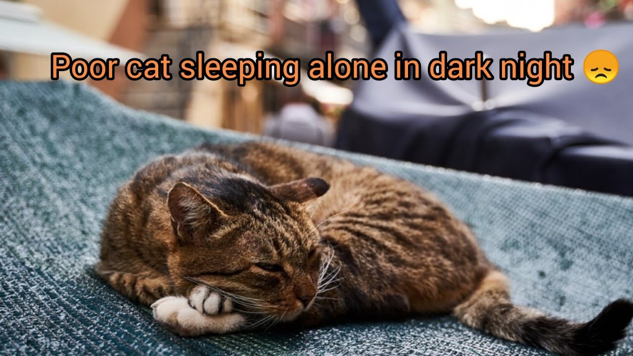 cute cat sleeping alone in dark night || alone cat - YouTube