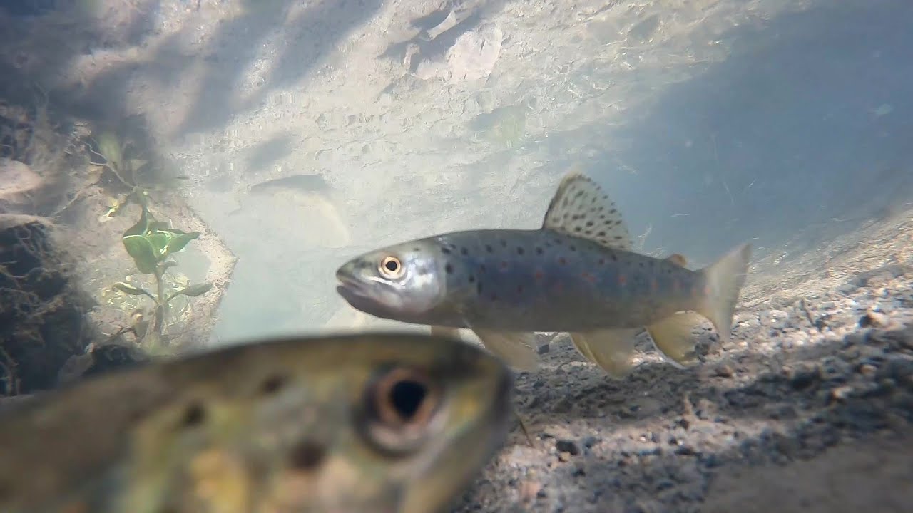 Curious Fish // Nevada Desert - YouTube