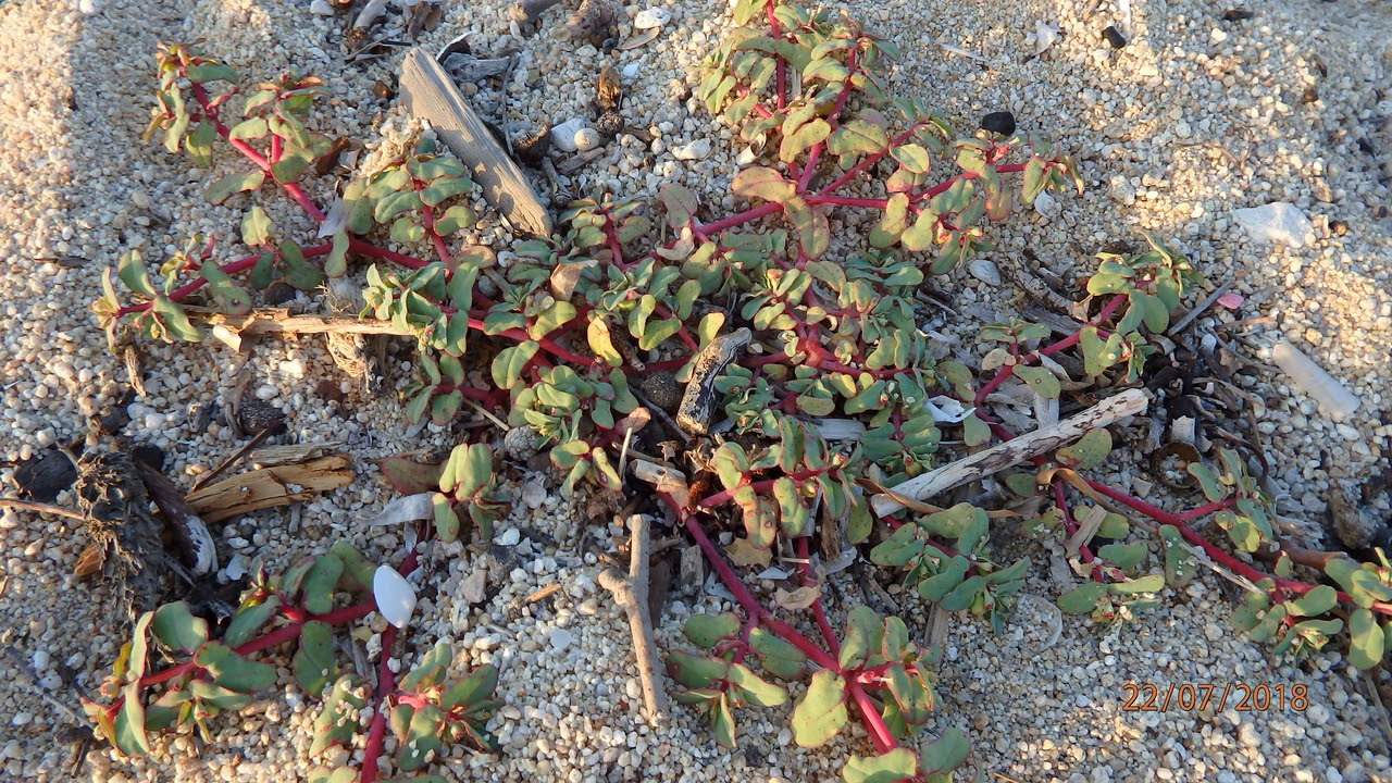 Euphorbia peplis (purple spurge - YouTube