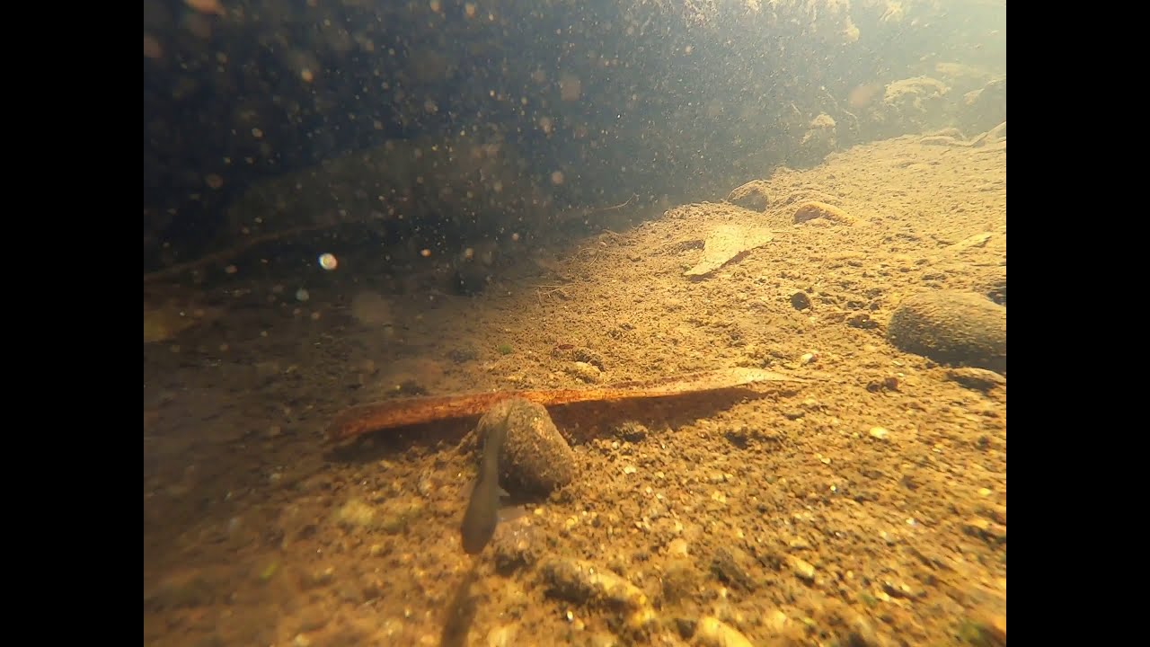 Batasio travancoria in the Western Ghats (Watch in HD) - YouTube