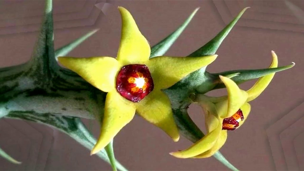 Amazing Five pointed star flowers (HD1080p) - YouTube