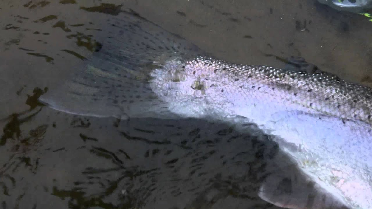 Oregon south coast native winter steelhead - YouTube