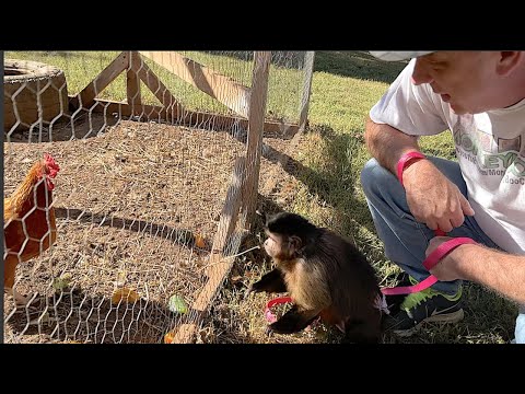 Monkey Shows Off Her Chickens! - YouTube