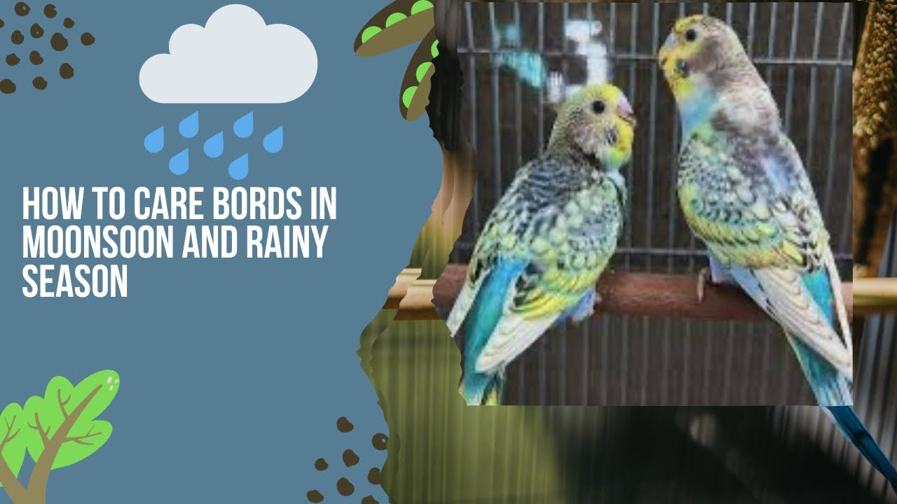 How to care birds in monsoon or rainy season | Barish Barsat ke mosam ...