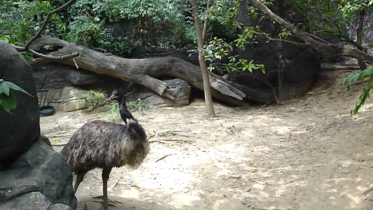 Zoo Bird Emu - YouTube