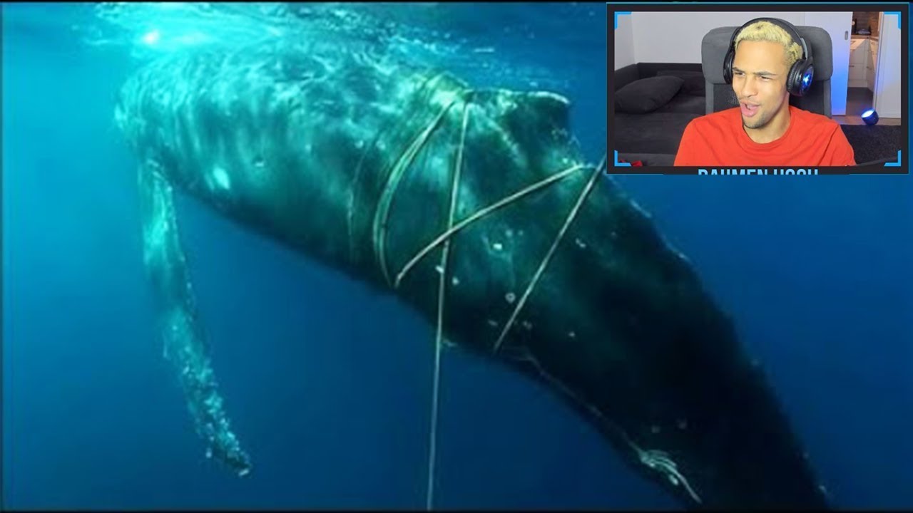 Mann Rettet Wal vorm Ertrinken | Best of Highlights - YouTube