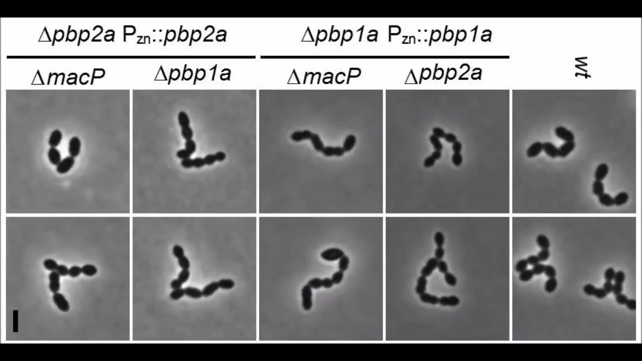 Phosphorylation-dependent activation of the cell wall synthase PBP2a in ...