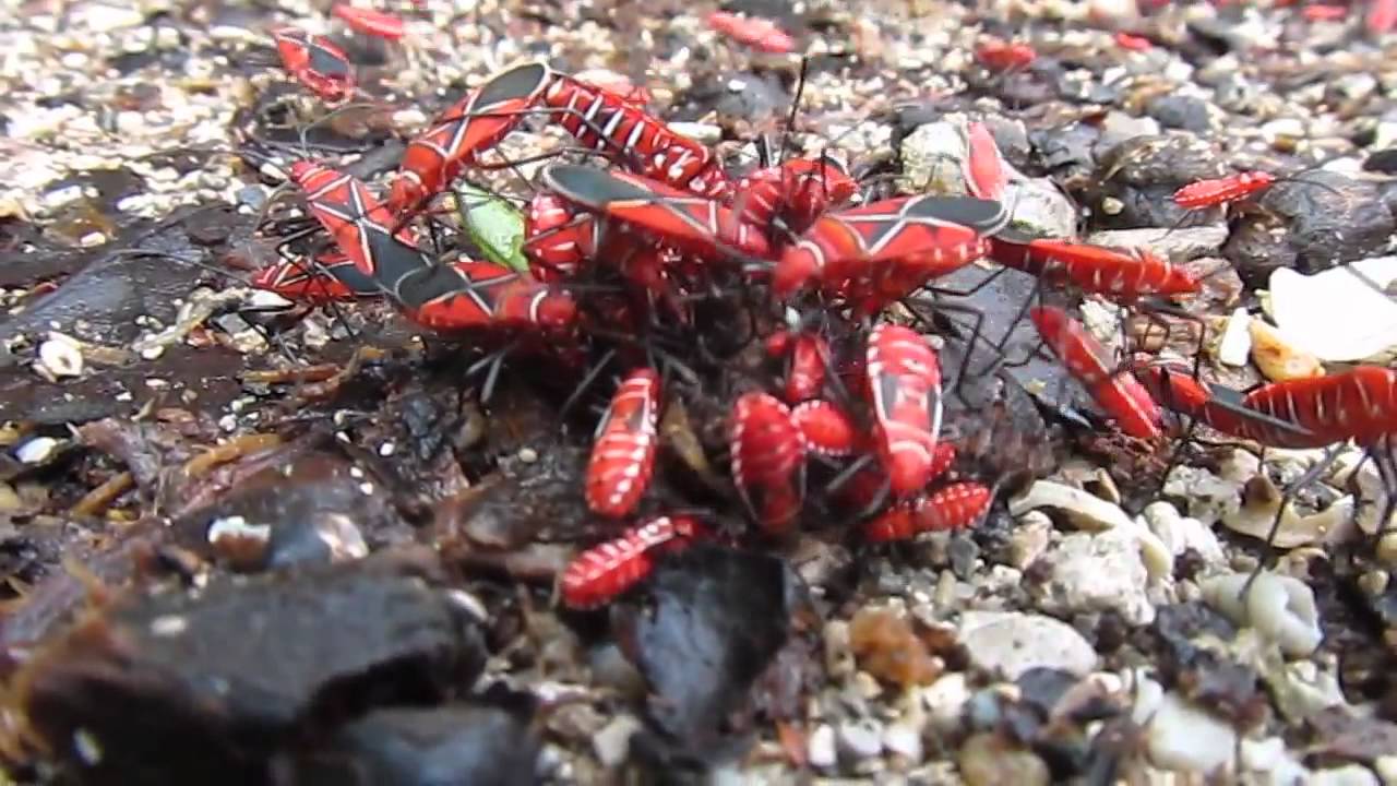 Orgía del Chinche de San Andrés (Dysdercus andreae) - Love Bug Orgy ...
