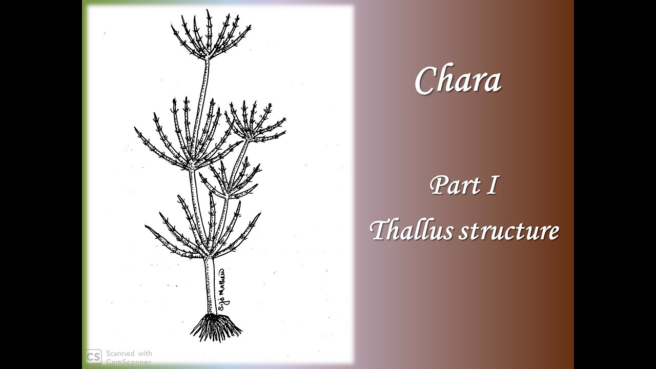 Chara Part I Introduction and thallus structure - YouTube