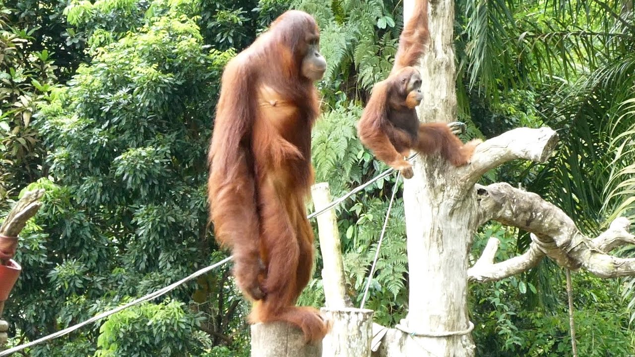 Orangutan stands straight / 姿勢よく立ち続けるオランウータン - YouTube