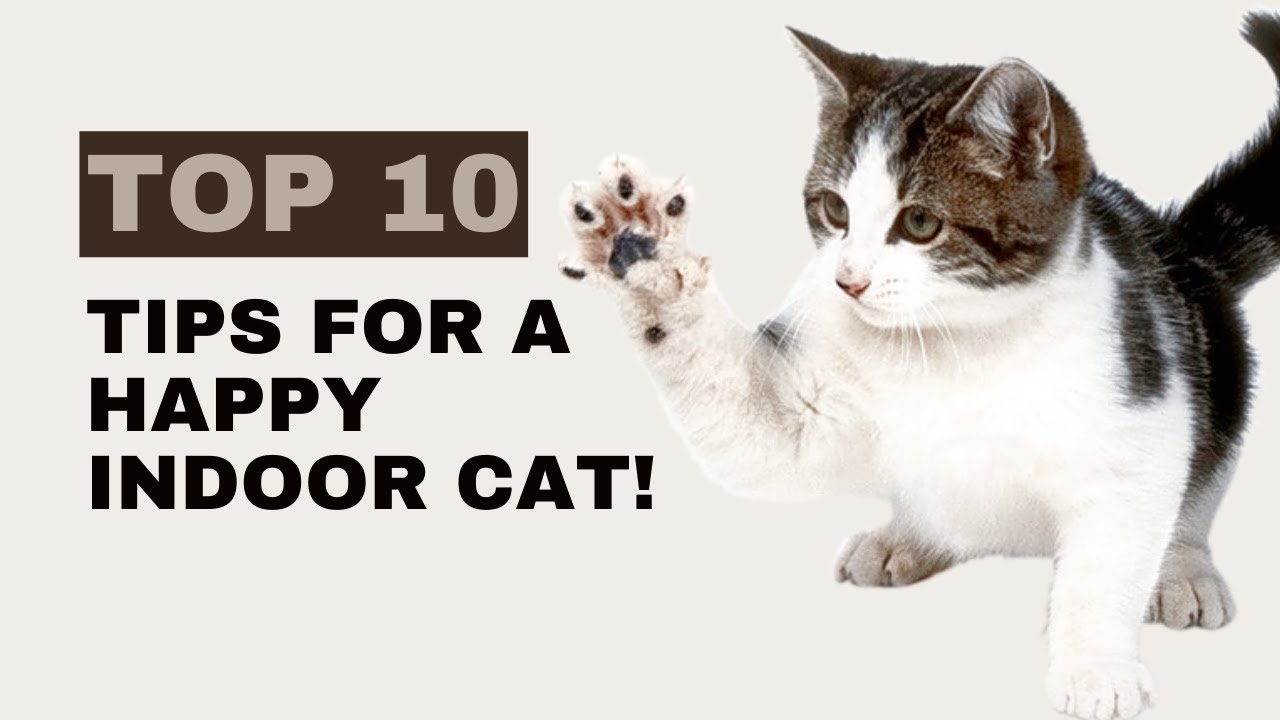 How to Keep Indoor Cats Happy: Top 10 Tips for Indoor Cat Parents #cats ...