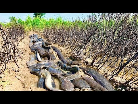 Amazing Fishing!Catching lots of fish in the rice fields during the low ...