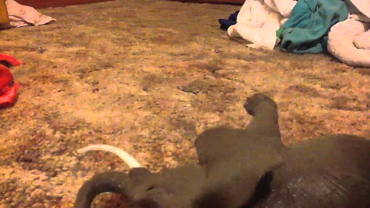 Elephant flips 3 times - YouTube