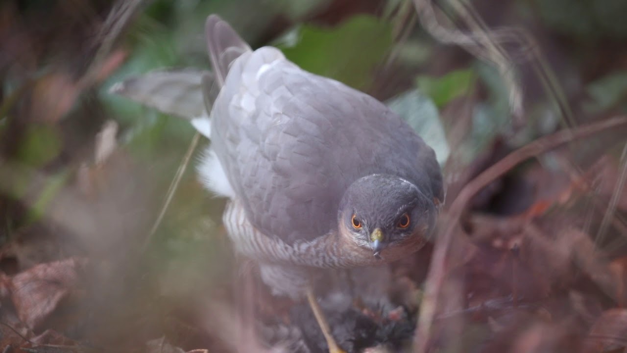 Wild Sparrow Hawk feeding on a Blackbird. - YouTube