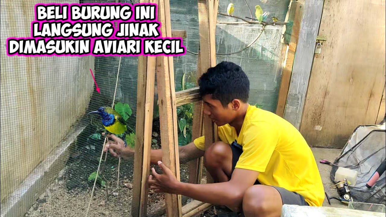 BELI BURUNG INI LANGSUNG JINAK DIMASUKIN AVIARY KECIL - YouTube