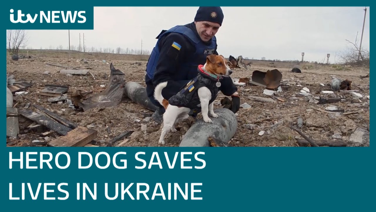 Patron the Jack Russell: Meet the Ukraine dog with a life-saving job ...