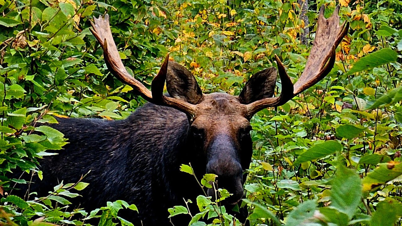 BULL MOOSE CHARGE/CRAZY ENCOUNTER - YouTube