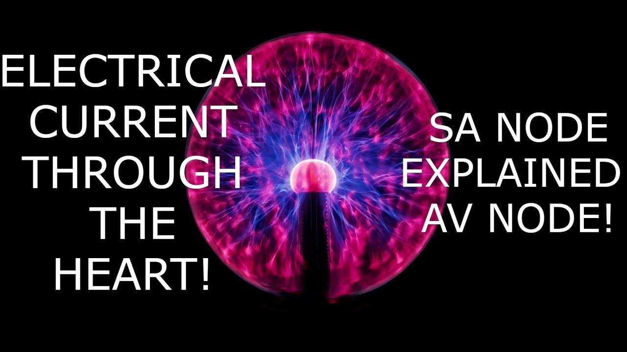 Sinoatrial Node Explained Excitation Contraction Coupling In The Heart Explained Sa Node