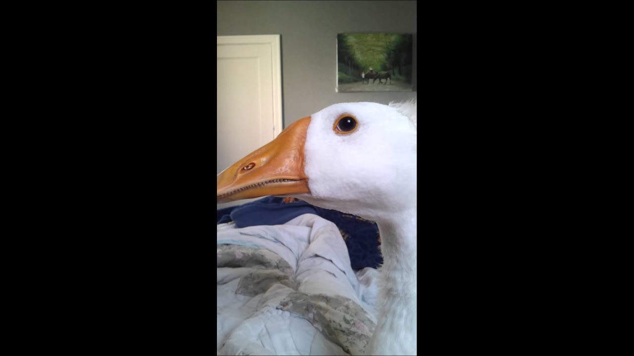 Good Morning, Adorable Goose! - YouTube