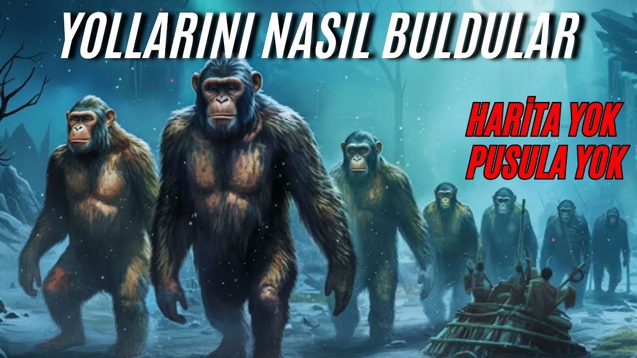 İnsanlar Harita Olmadan Nasıl Yol Aldı? Yıldızlardan Taş İşaretlerine ...
