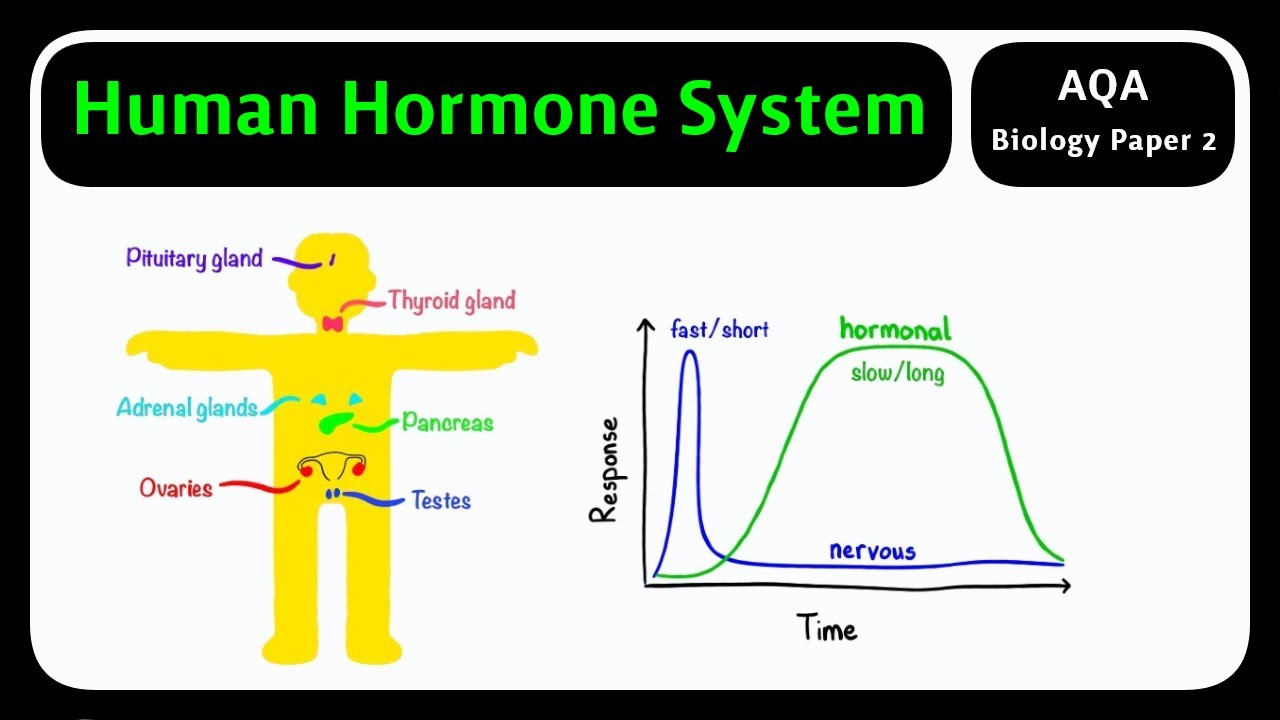 GCSE Biology AQA - Human Hormone System - YouTube